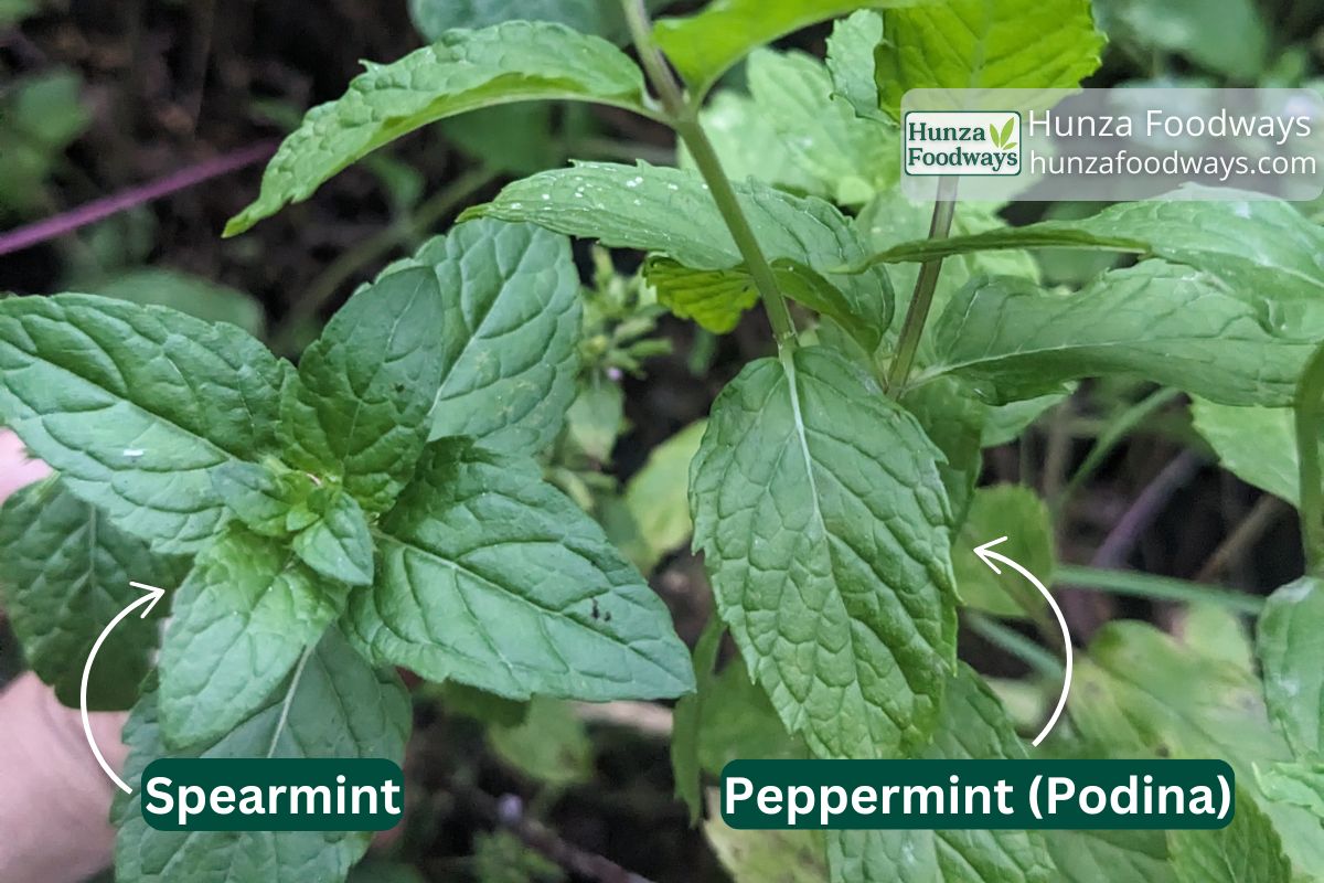 Shop Organic Spearmint Tea at Best Price in Pakistan - Hunza Foodways