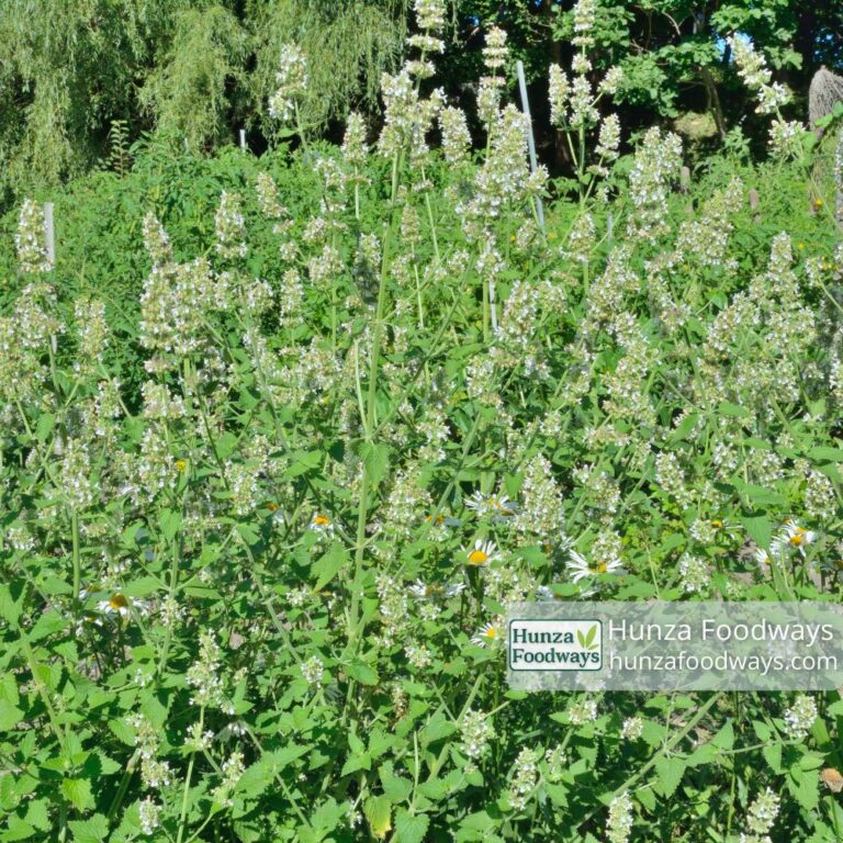 Lemon Balm Tea at Best Price in Pakistan - Hunza Foodways